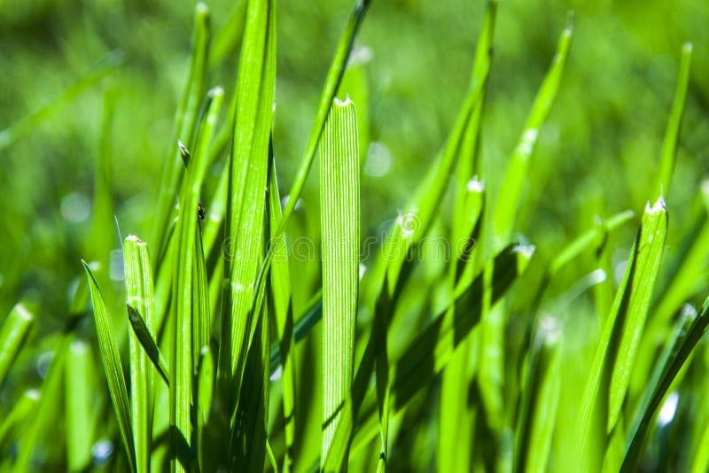 Abstract Grass blades stock image. Image of edged, rocks - 51463601