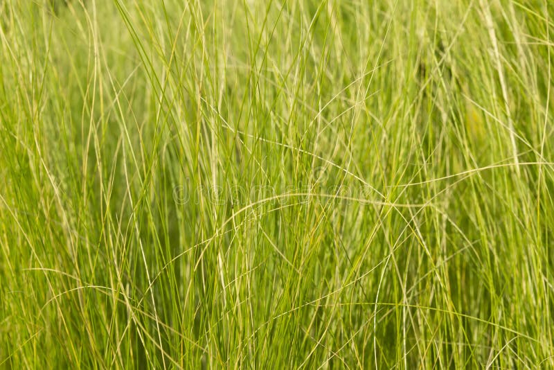 Abstract grass stock image. Image of background, untypical - 44667175