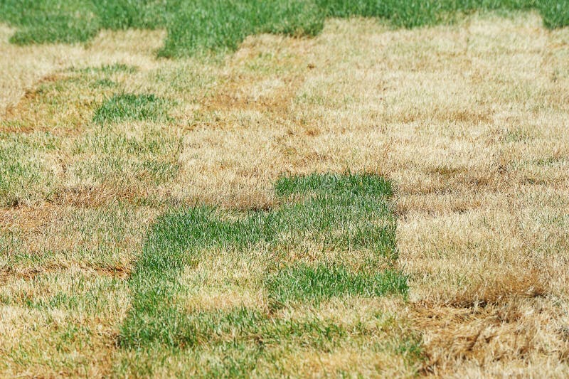 Abstract Grass Lawn Background Stock Image - Image of texture, carpet ...