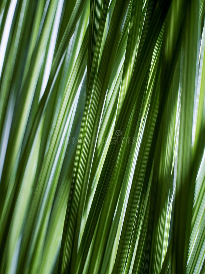 Abstract Grass stock photo. Image of abstract, plant - 33188472