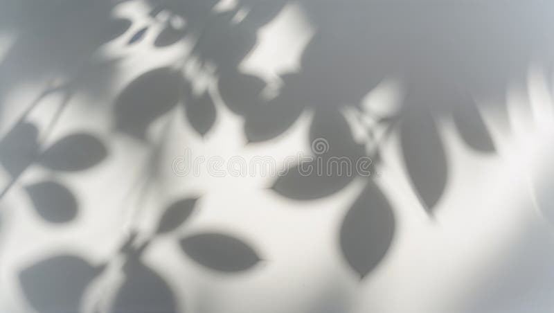 Abstract Gray Shadow of Leaves is Projected on White Wall Stock ...