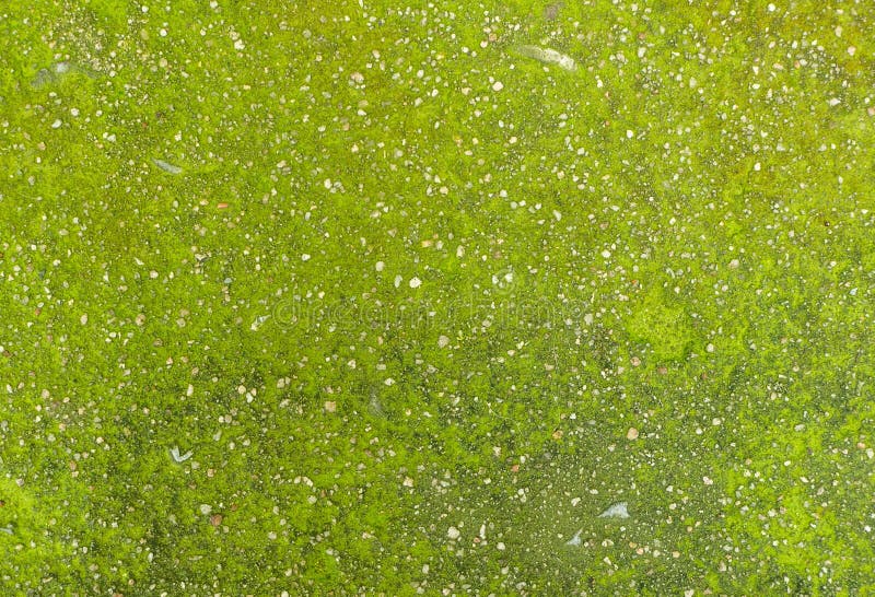 Green Algae On Concrete Wall Stock Photo - Image of algae, moisture ...