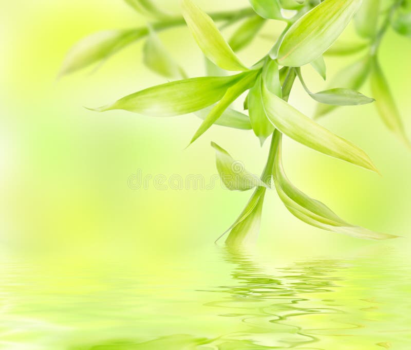 Abstract Green Background with Bamboo Stock Photo - Image of floral ...