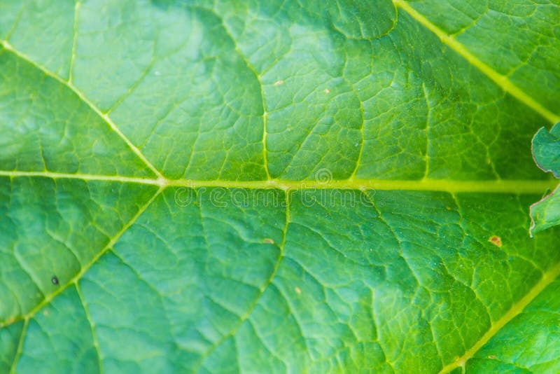 Green Background from a Large Leaf of a Plant with Texture Stock Photo ...