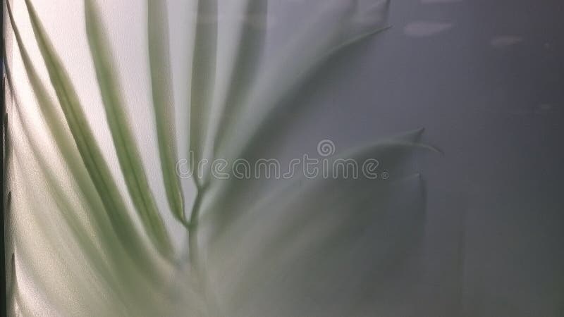 Abstract Green Background with Palm Leaf and Shadow of the Palm Leaf ...