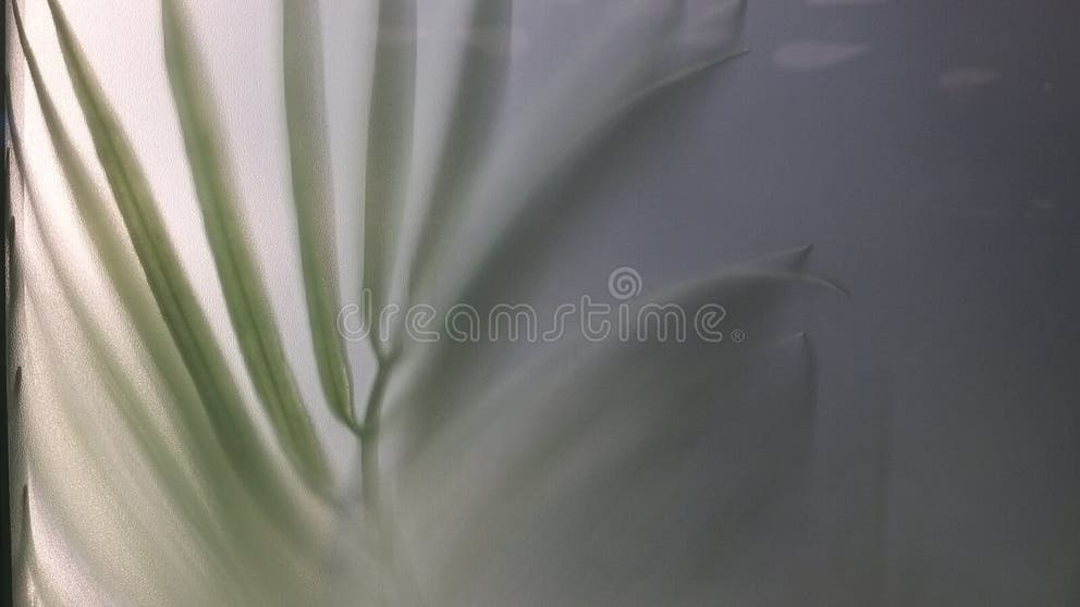Abstract Green Background with Palm Leaf and Shadow of the Palm Leaf ...