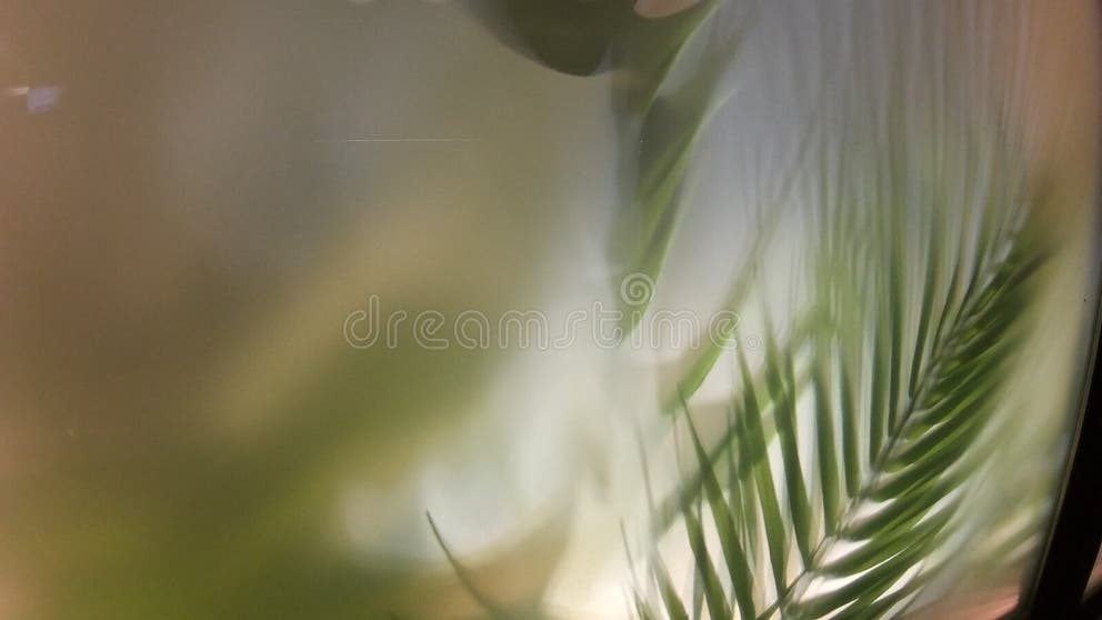 Abstract Green Background with Palm Leaf and Shadow of the Palm Leaf ...