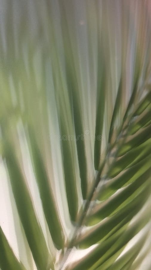 Abstract Green Background with Palm Leaf and Shadow of the Palm Leaf ...