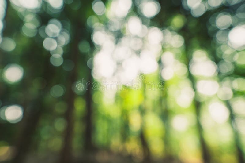 Abstract Green Bokeh Background in the Jungle Stock Image - Image of ... Abstract Green Bokeh Background in the Jungle Stock Image - Image of ...