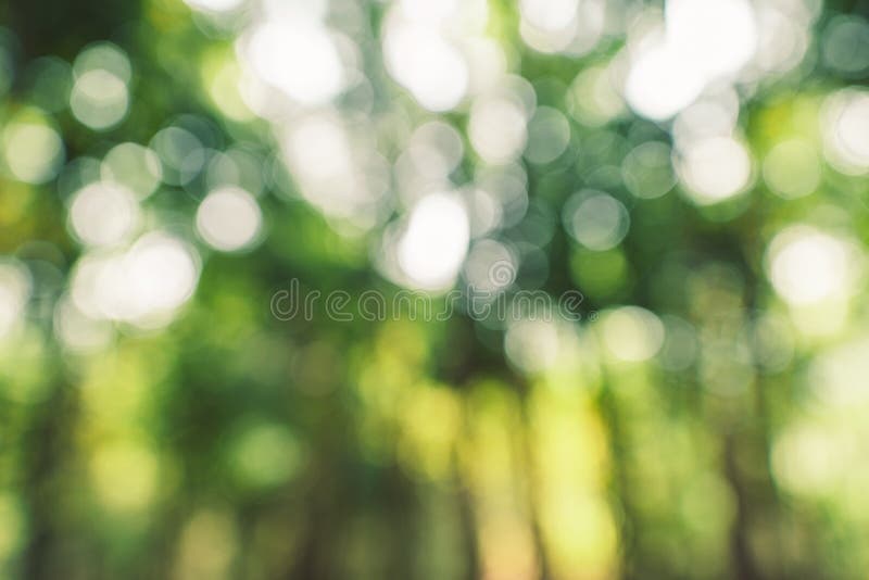 Abstract Green Bokeh Background in the Jungle Stock Photo - Image of ... Abstract Green Bokeh Background in the Jungle Stock Photo - Image of ...