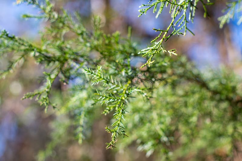A Green Cedar Tree Branch Close Up with Bokeh Background Stock Photo ...