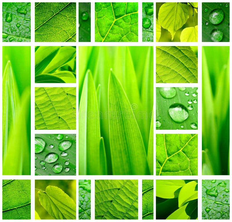 Green collage stock photo. Image of greenish, green, flowers - 18219104