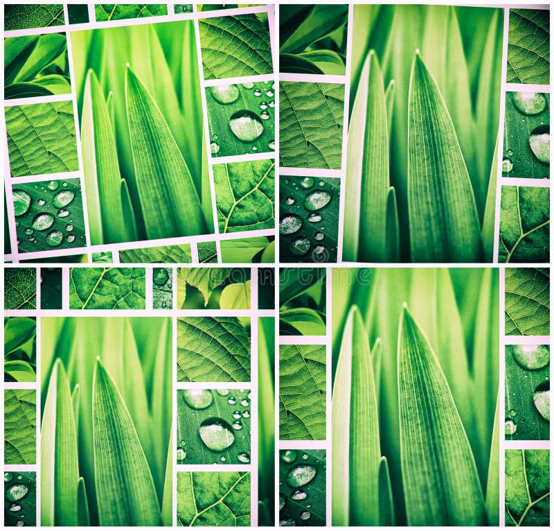 Green collage stock photo. Image of grass, herb, care - 14424446