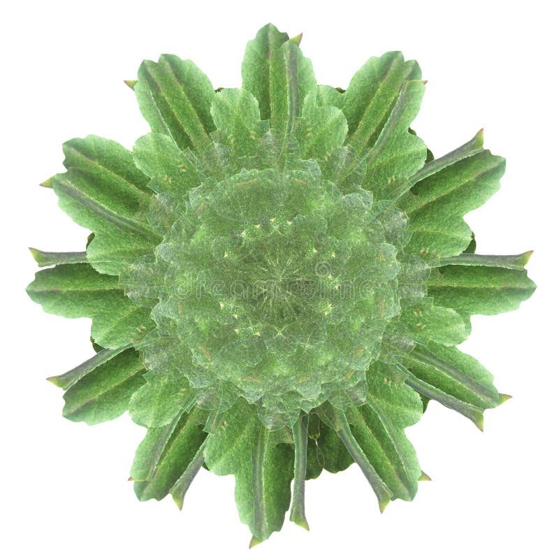 Abstract Green Flower Isolated on White Background. Stock Illustration ...