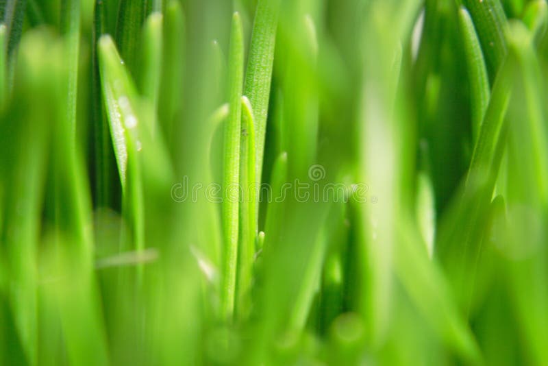 5,600+ Abstract green grass Free Stock Photos - StockFreeImages