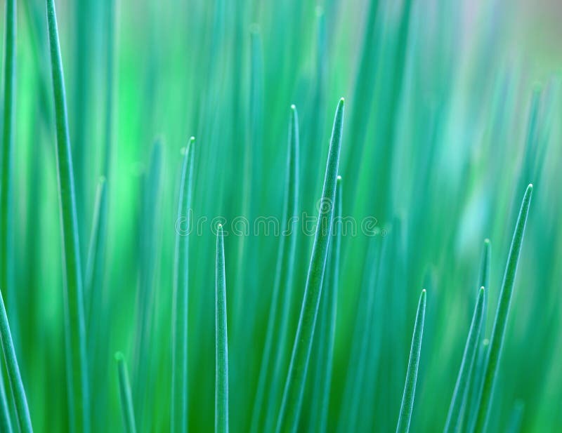 Abstract green grass stock image. Image of stem, field - 40645009