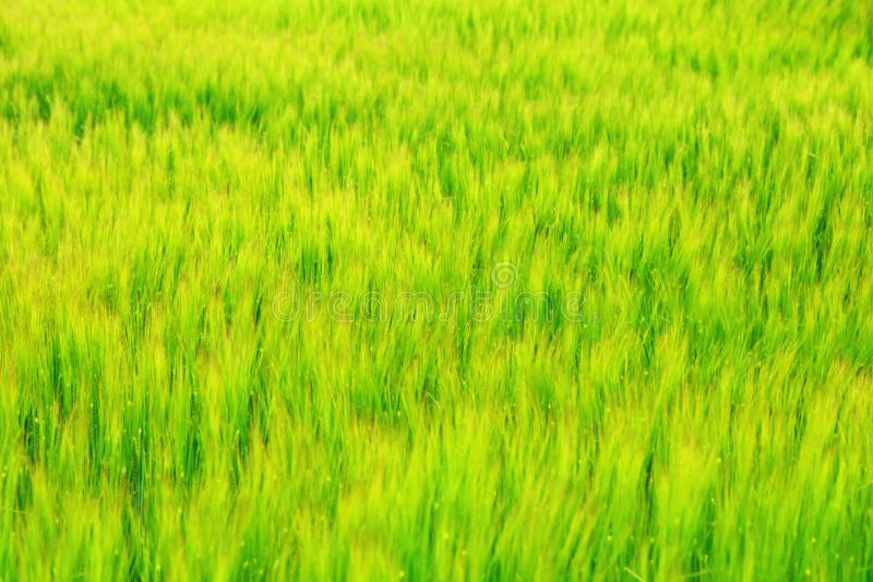 Abstract Green Grass Background Stock Photo - Image of grass, abstract ...