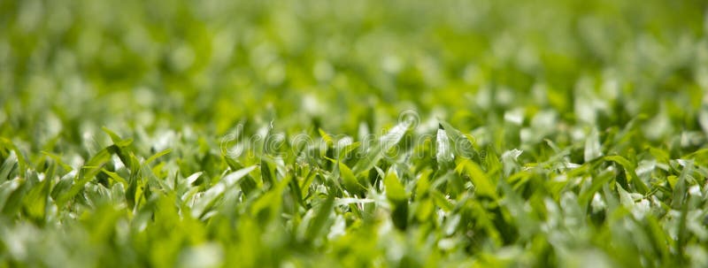 Abstract Green Grass Background. Stock Image - Image of green, focus ...