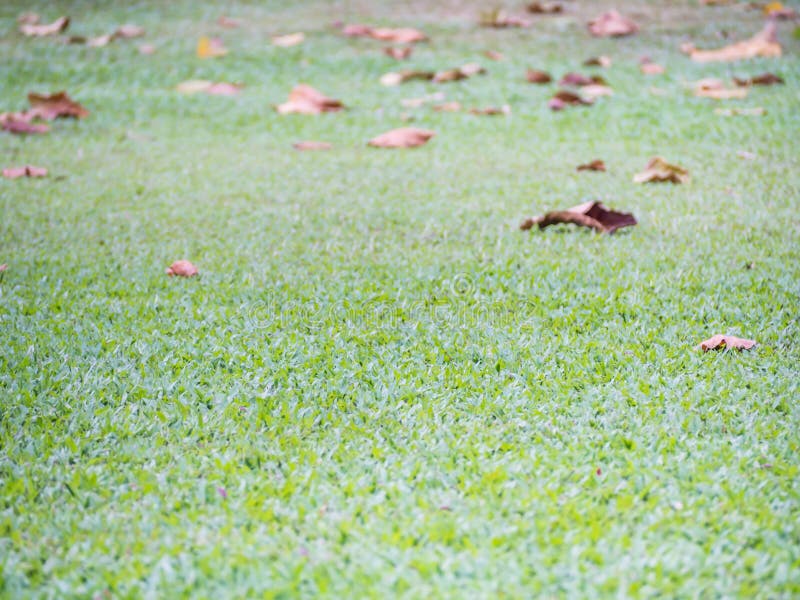 Abstract Green Grass and Dry Leaves Background Stock Photo - Image of ...