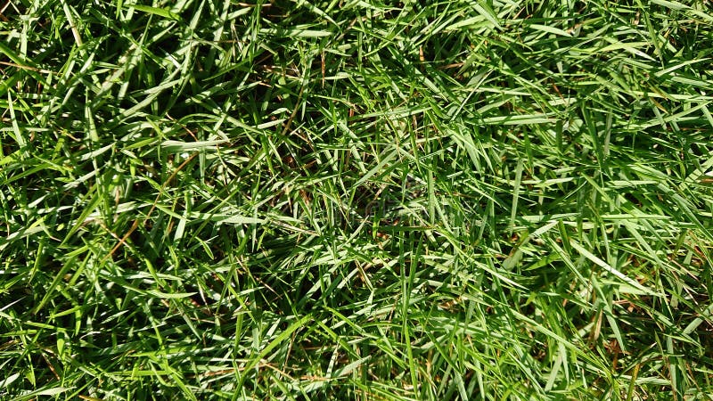 Abstract Green Grass Sharp Leaf Stock Photo - Image of produce, grass ...