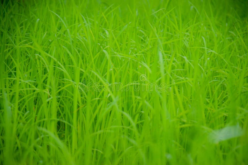 Abstract Green Grass Texture Background Stock Photo - Image of grain ...