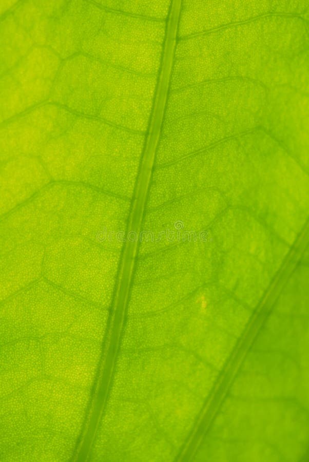 Abstract Green Leaf for Background Stock Photo - Image of center, lotus ...