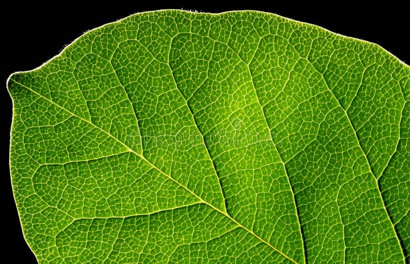 Abstract Leaf Texture. Image. Stock Photo - Image of health, background ...