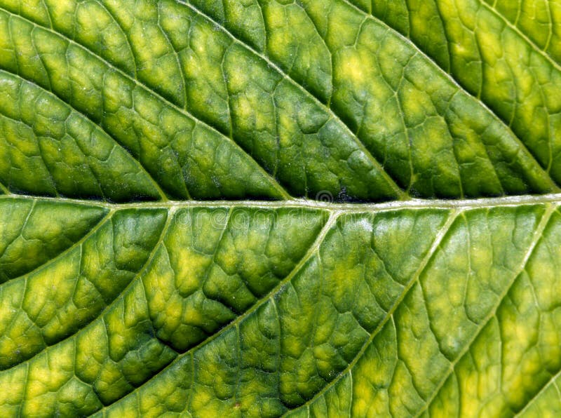 Abstract Green Leaf Texture. Stock Photo - Image of abstract, color ...