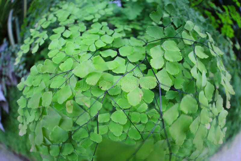The Abstract Green Leaf Texture, Nature Background, Tropical Leaf Stock ...