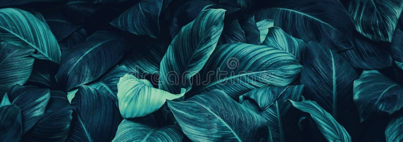 Tropical Leaves, Abstract Green Leaves Texture, Nature Background Stock ...