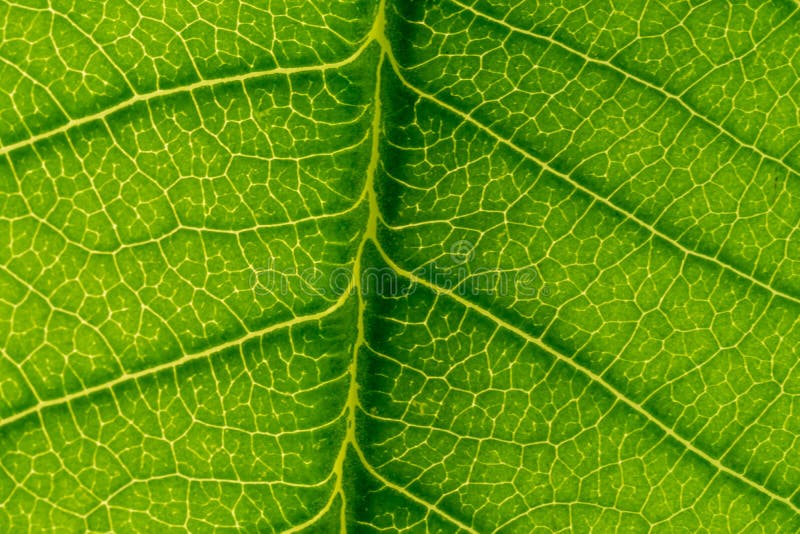 Beautiful Macro of Green Tropical Leaf Texture, Nature Background ...