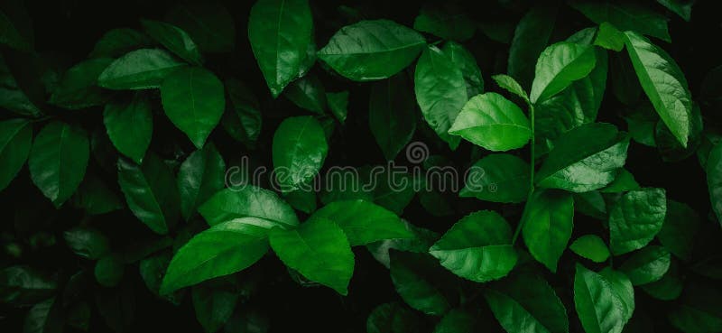 Tropical Leaves, Abstract Green Leaves Texture, Nature Background Stock ...