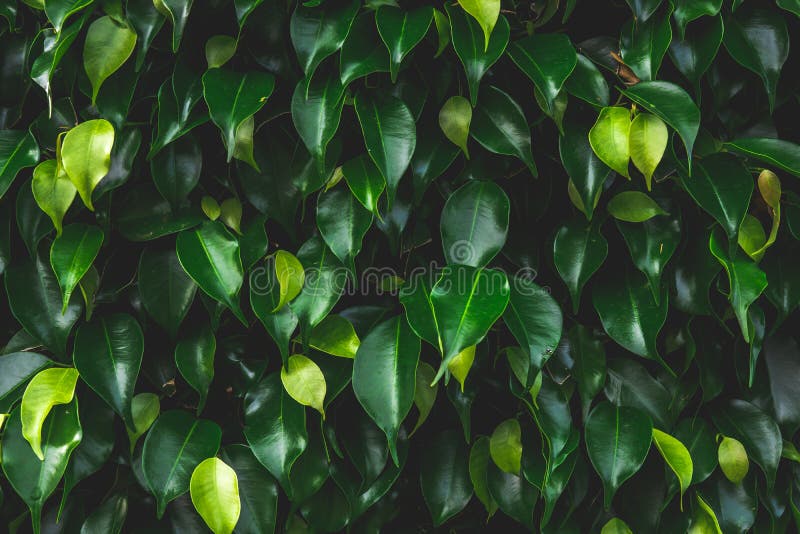 Abstract Green Leaf Texture,tropical Leaf, Dark Green Foliage in Rain ...