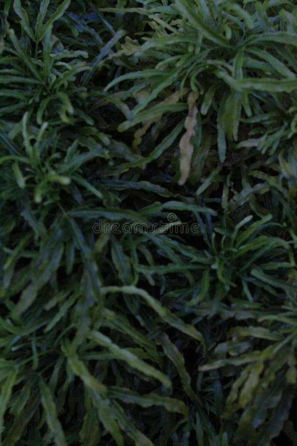 Abstract Green leave stock photo. Image of pattern, produce - 210643628