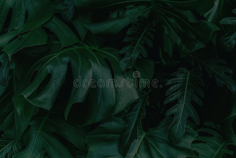 Abstract Green Leaf Texture, Nature Background, Tropical Leaf Stock ...