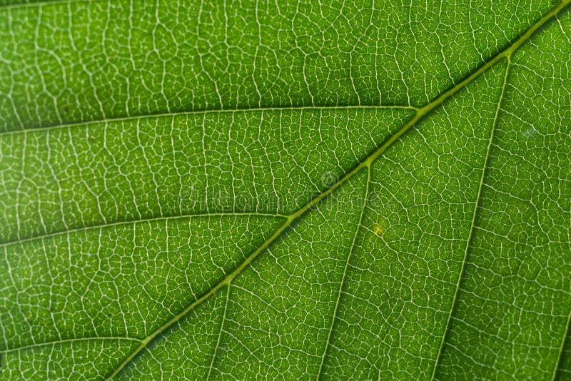 Abstract Green Leaves Texture for Background. Natural Environment ...