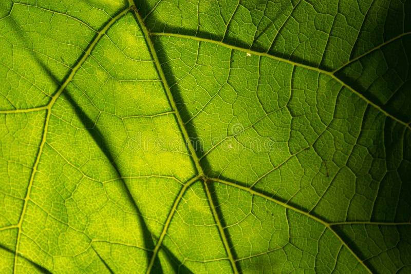 Abstract Green Leaves Texture for Background. Natural Environment ...