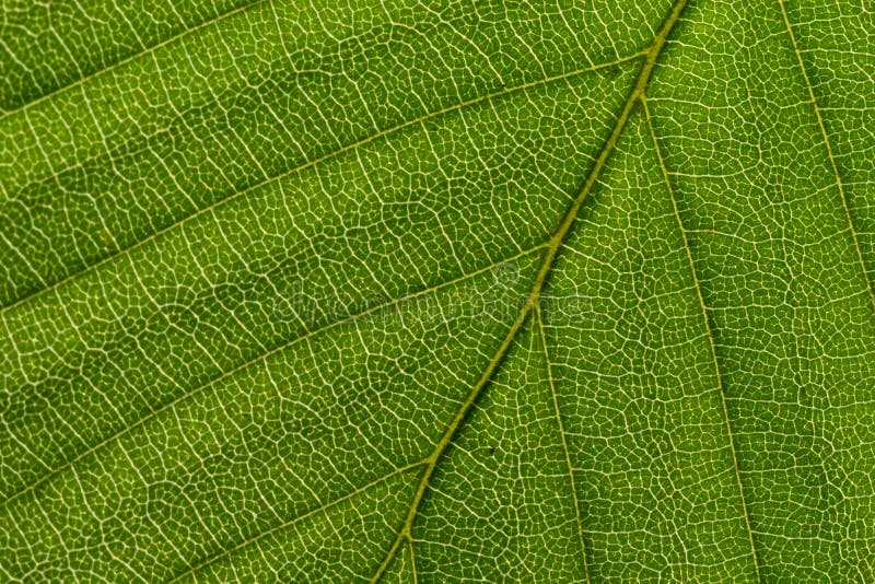 Abstract Green Leaves Texture for Background. Natural Environment ...