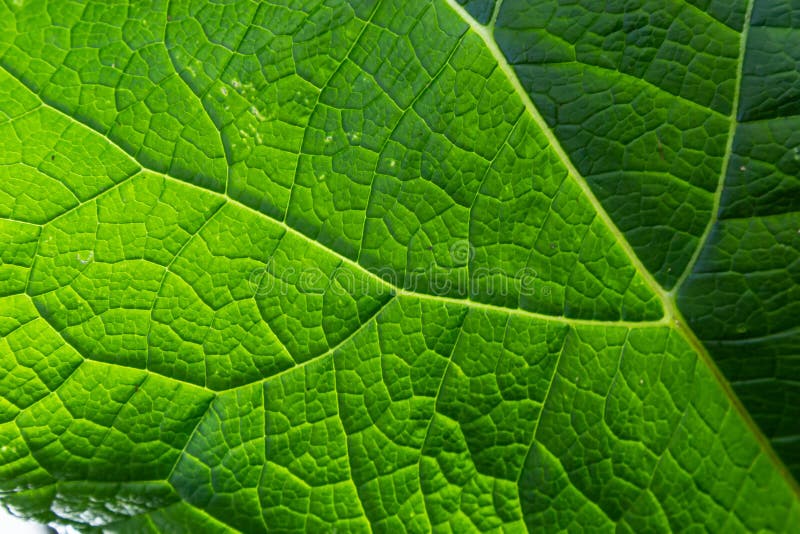 Abstract Green Leaves Texture for Background. Natural Environment ...