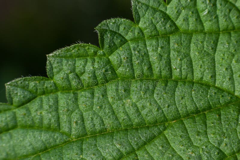 Abstract Green Leaves Texture for Background. Natural Environment ...
