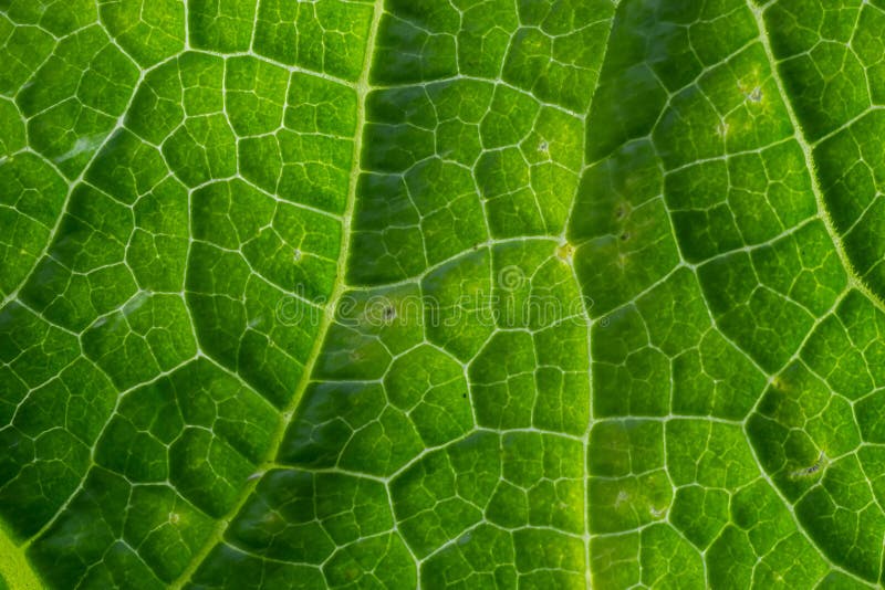 Abstract Green Leaves Texture for Background. Natural Environment ...