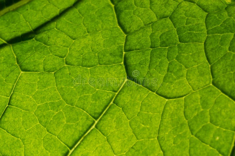 Abstract Green Leaves Texture for Background. Natural Environment ...