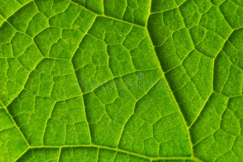 Abstract Green Leaves Texture for Background. Natural Environment ...