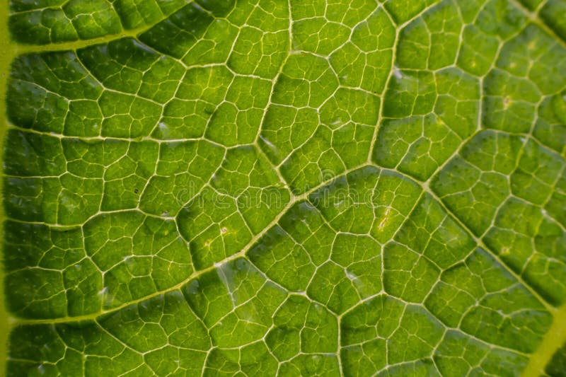 Abstract Green Leaves Texture for Background. Natural Environment ...