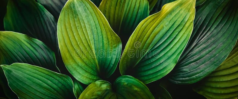 Abstract Green Leaves Texture Stock Image - Image of summer, abstract ...
