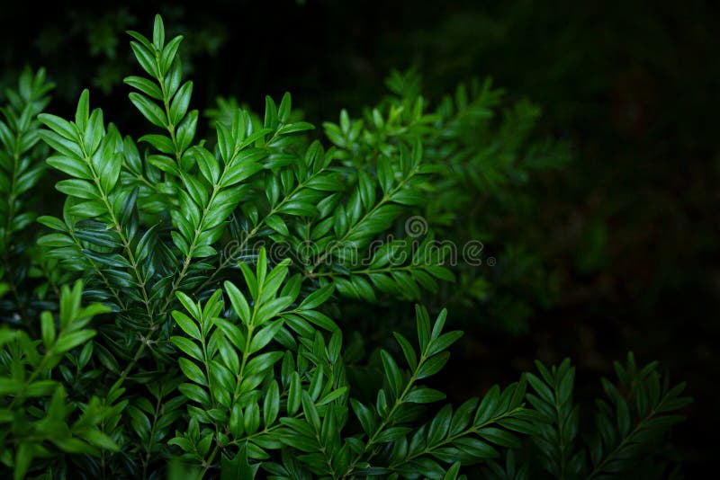 Abstract Green Leaves Texture Stock Image - Image of dark, environment ...
