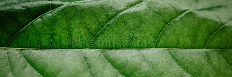 Abstract Green Leaves Texture Stock Photo - Image of green, concept ...