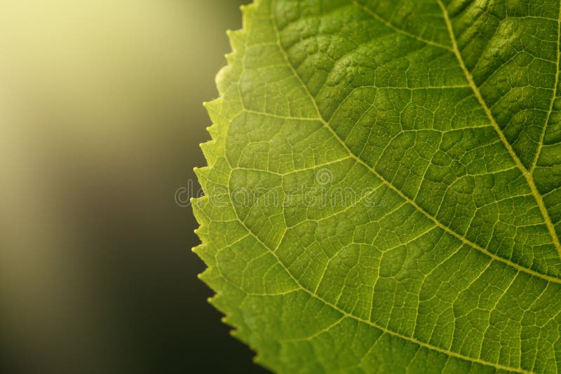 Abstract Green Leaves Texture Stock Photo - Image of multicolored ...