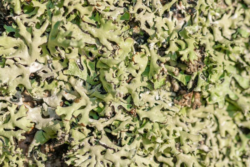 Abstract Green Lichens Macro Background Stock Image - Image of closeup ...