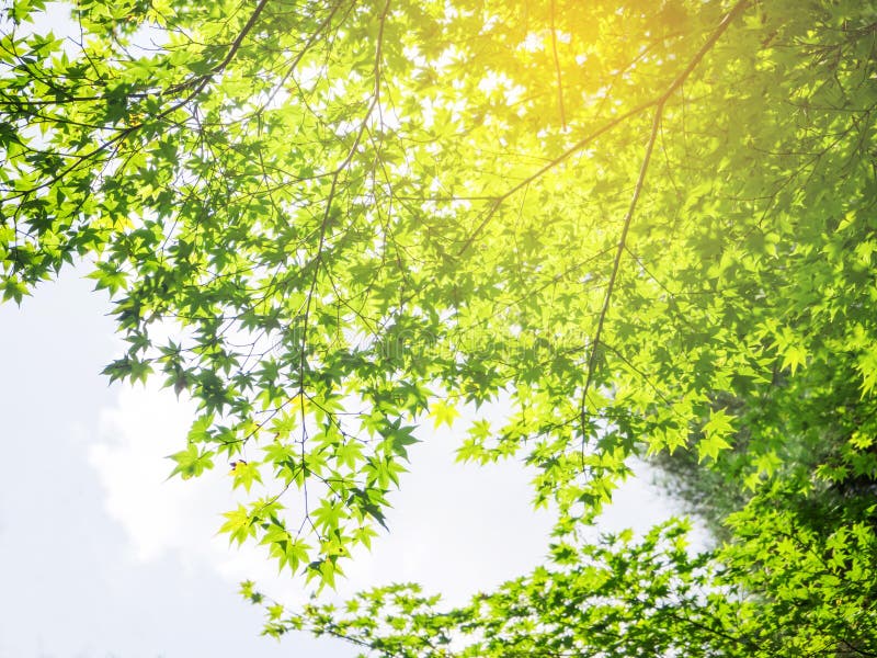 Abstract Green Maple Tree Branch Stock Image - Image of branch ...